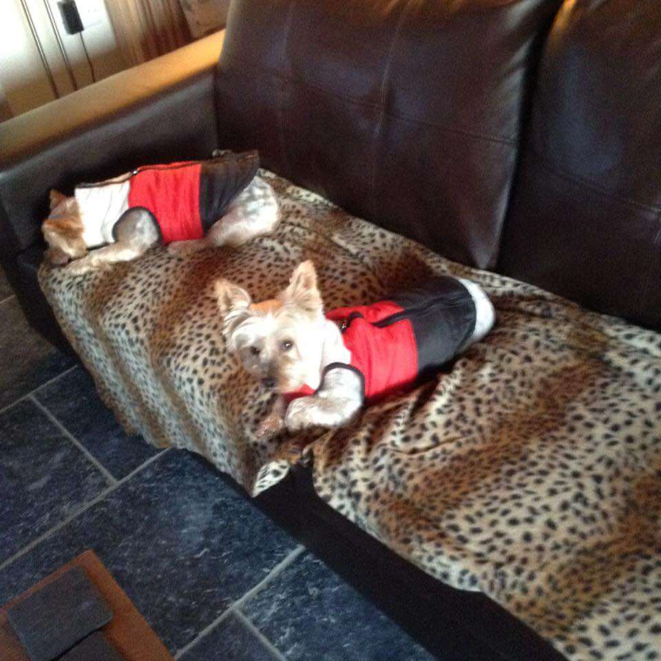 Gallery - Llainwen Cottages